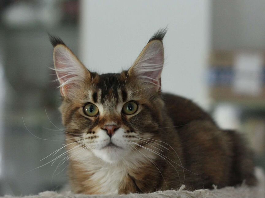 Котёнок мейн-кун