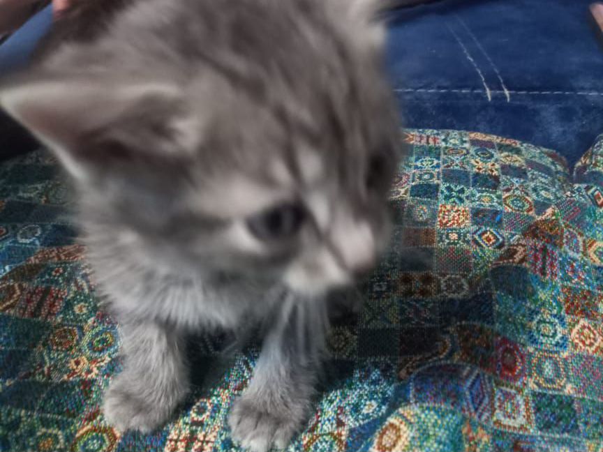 Кошка, кот, котята