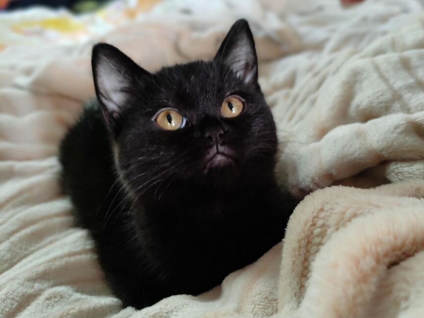 Норковая кошечка