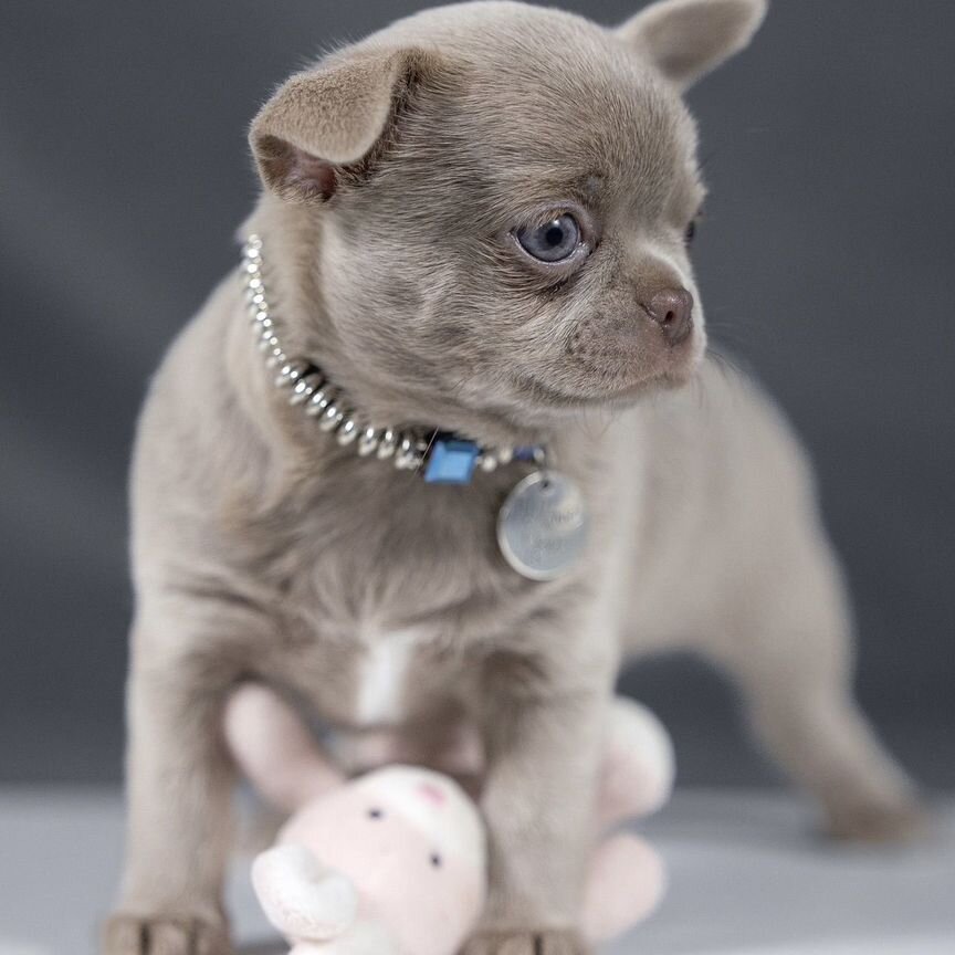 Чихуахуа щенки невероятная красотка Эмма