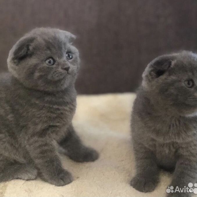 Мимимишные котята