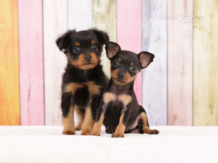 Пражский Крысарик