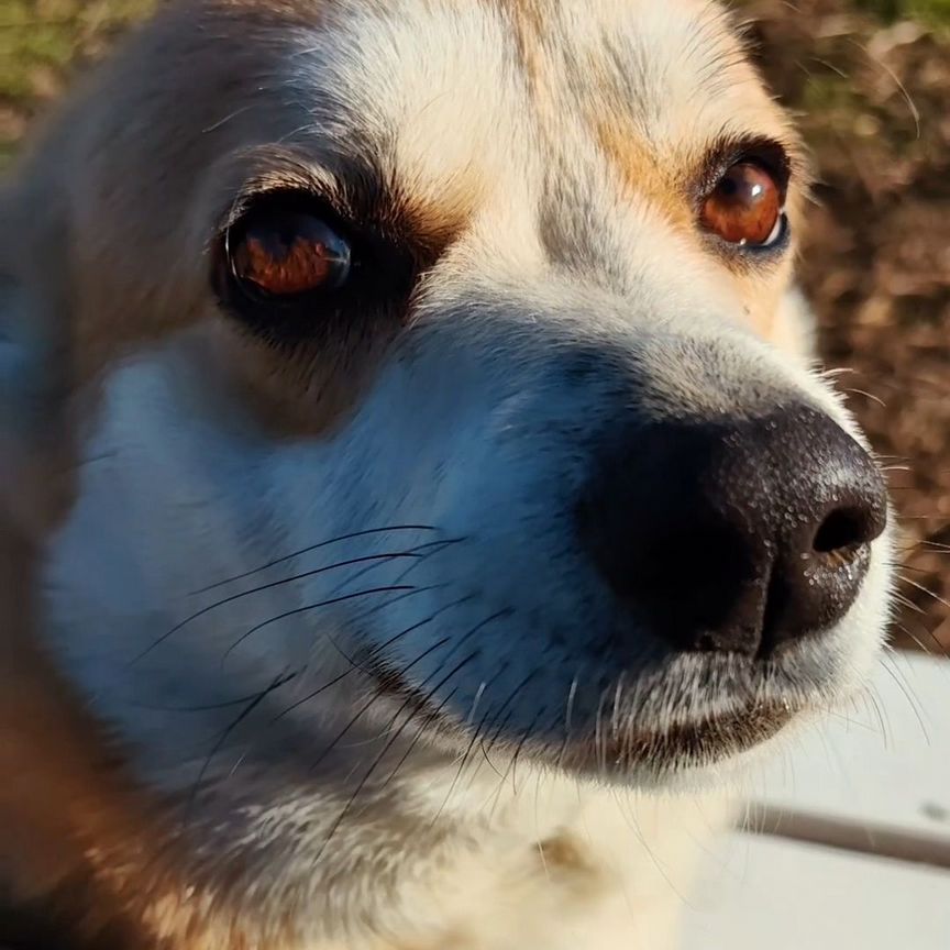 Милая корги