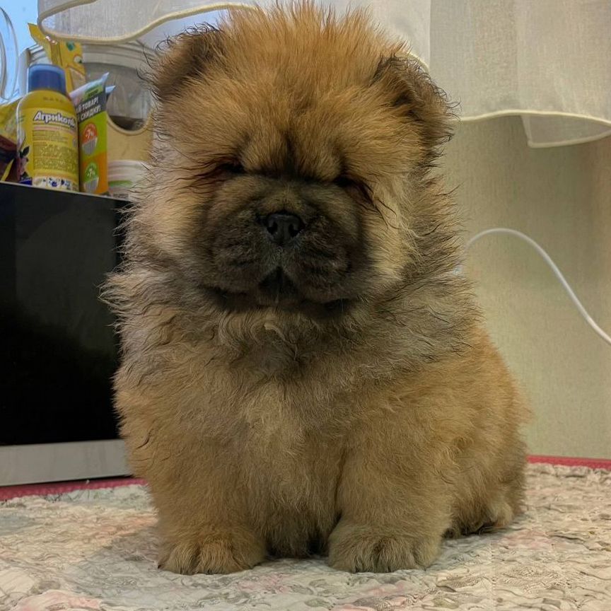 Чау-чау, щенок