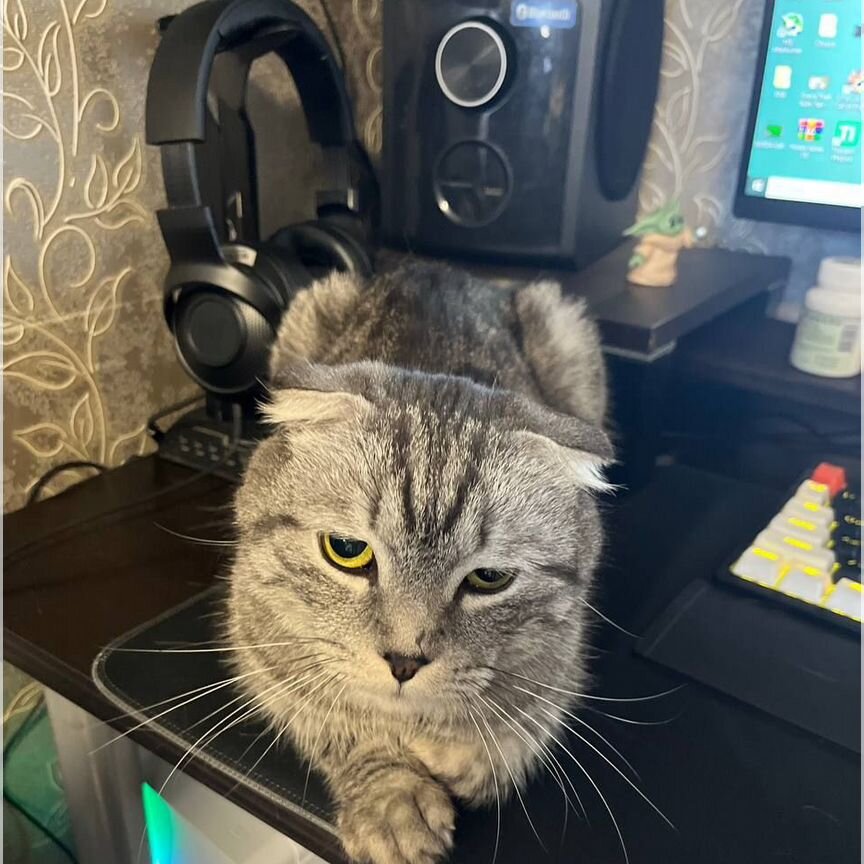 Отдам кота бесплатно в добрые руки шотландский вис