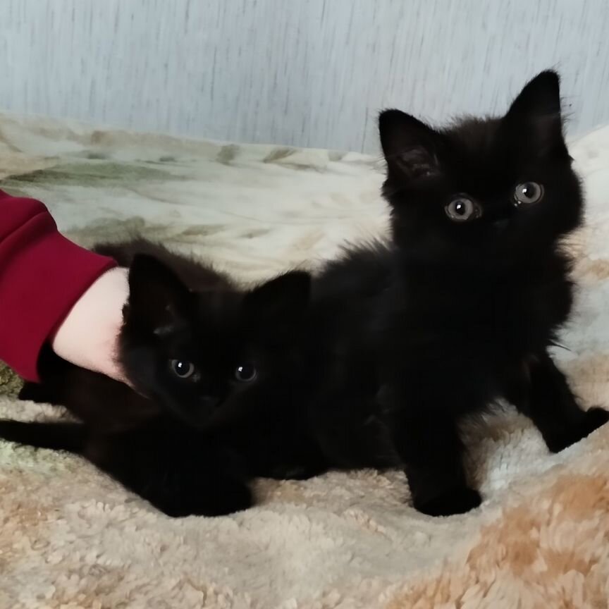 Британский длинношёрстный котёнок