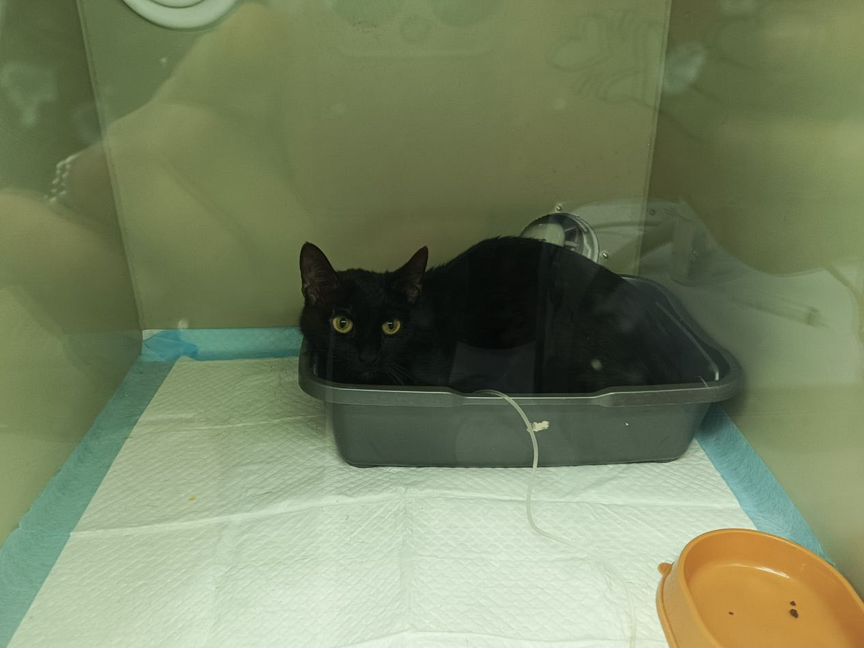 Кошку травили живодеры