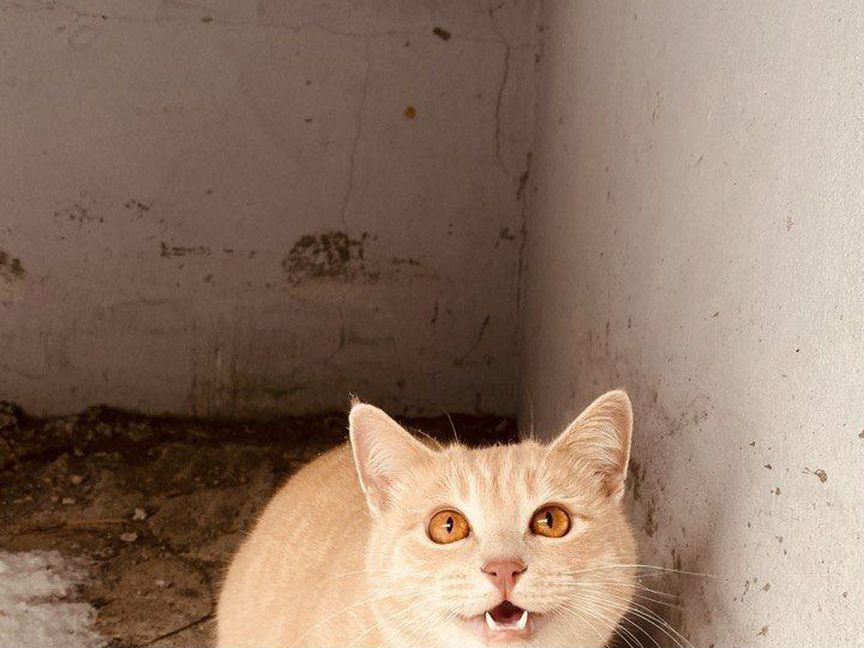 Найденные коты