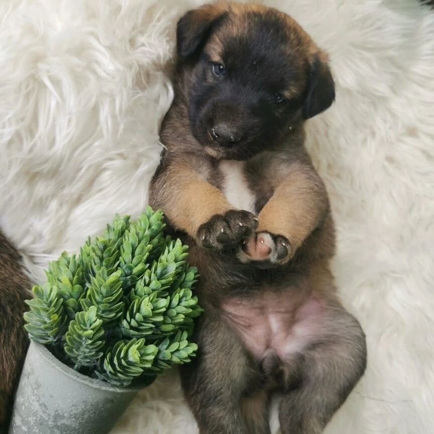 Щенки 1,5 мес ищут хозяев. Отдадим в хорошие руки