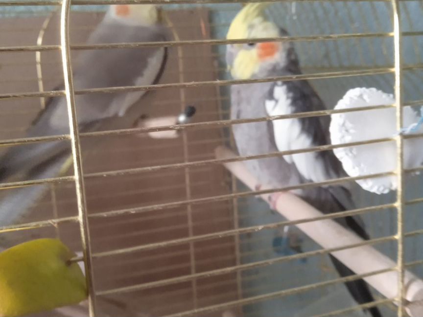 Корелла с клеткой