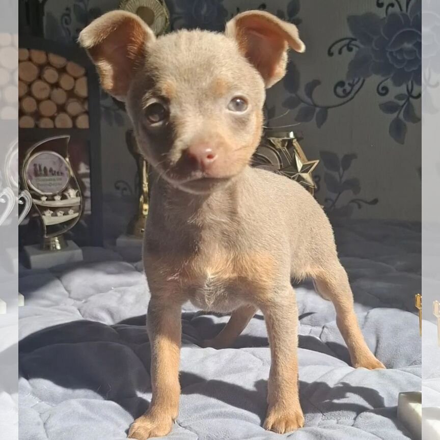 Русский той-терьер, щенок