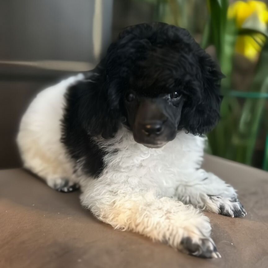 Пудель, щенок