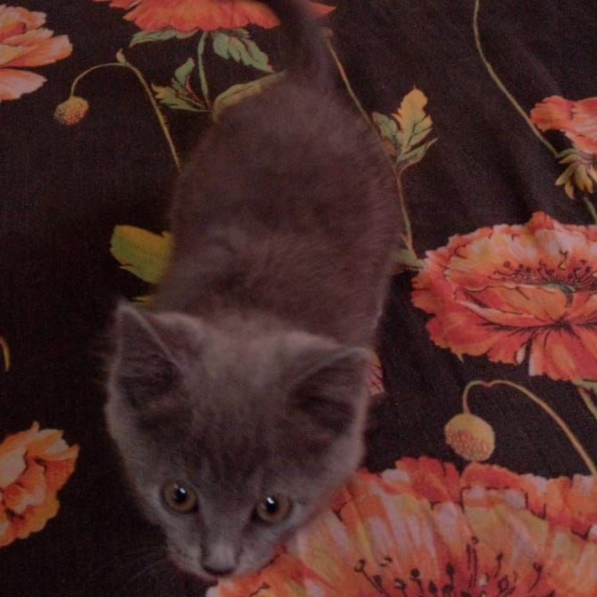 Отдам бесплатно катёнка