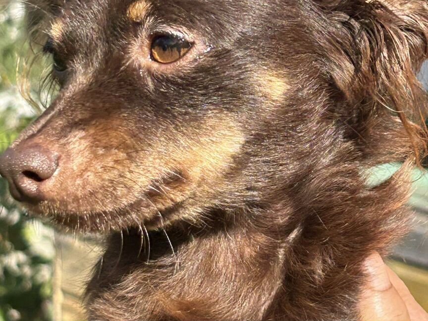 Той-терьер щенки