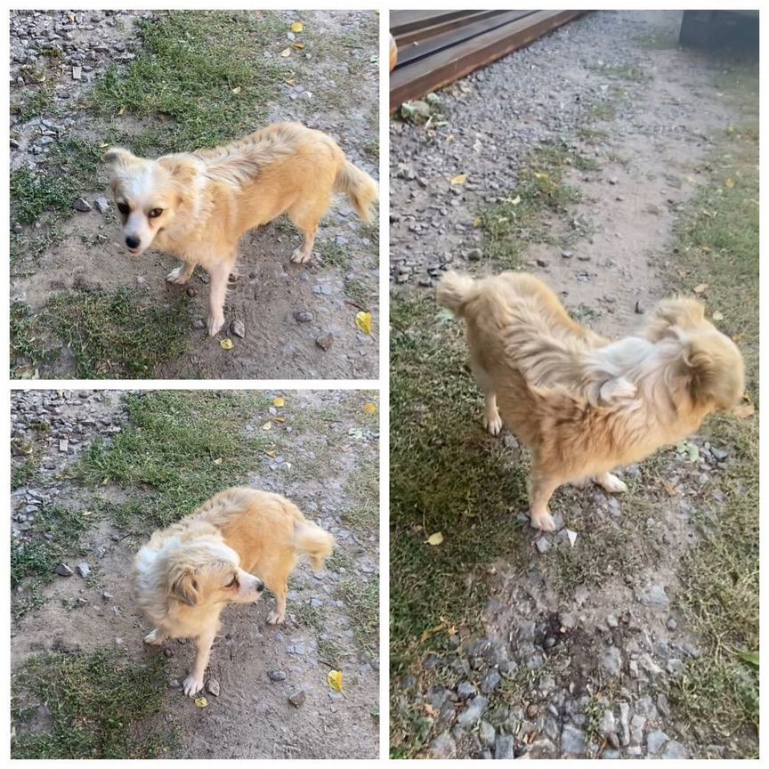 Нашли собаку