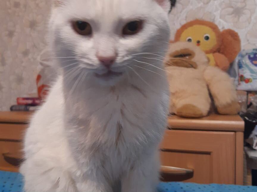 Кошка