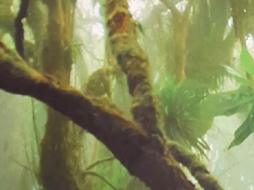 Фон для террариума