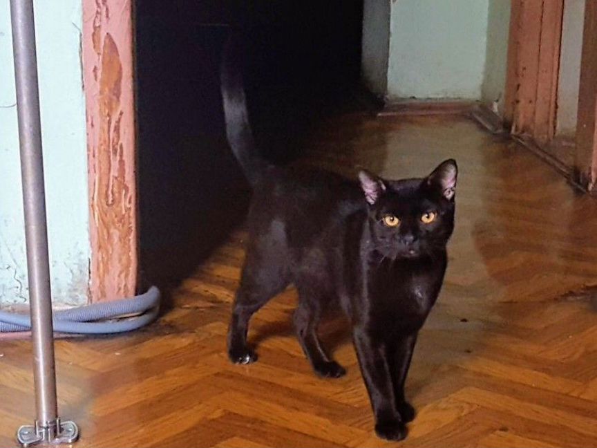 Кот в добрые руки