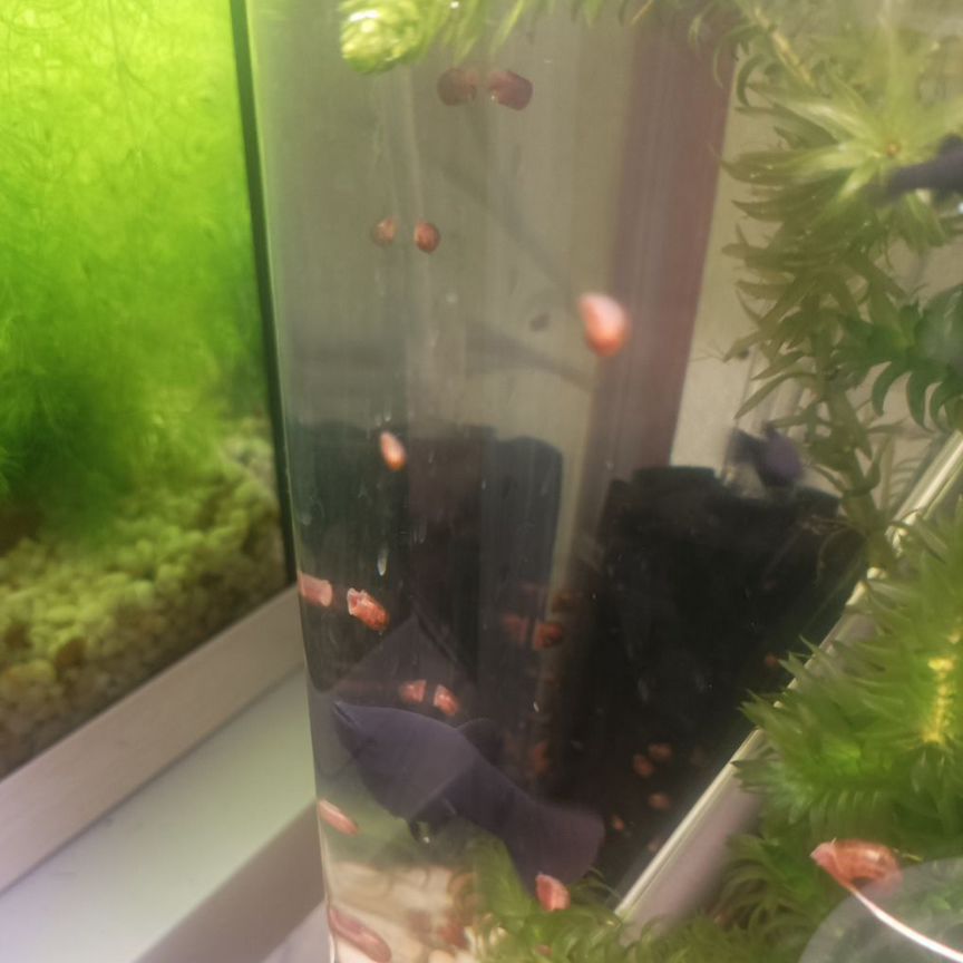 Рыбки аквариумные. Чёрная Моллинезия