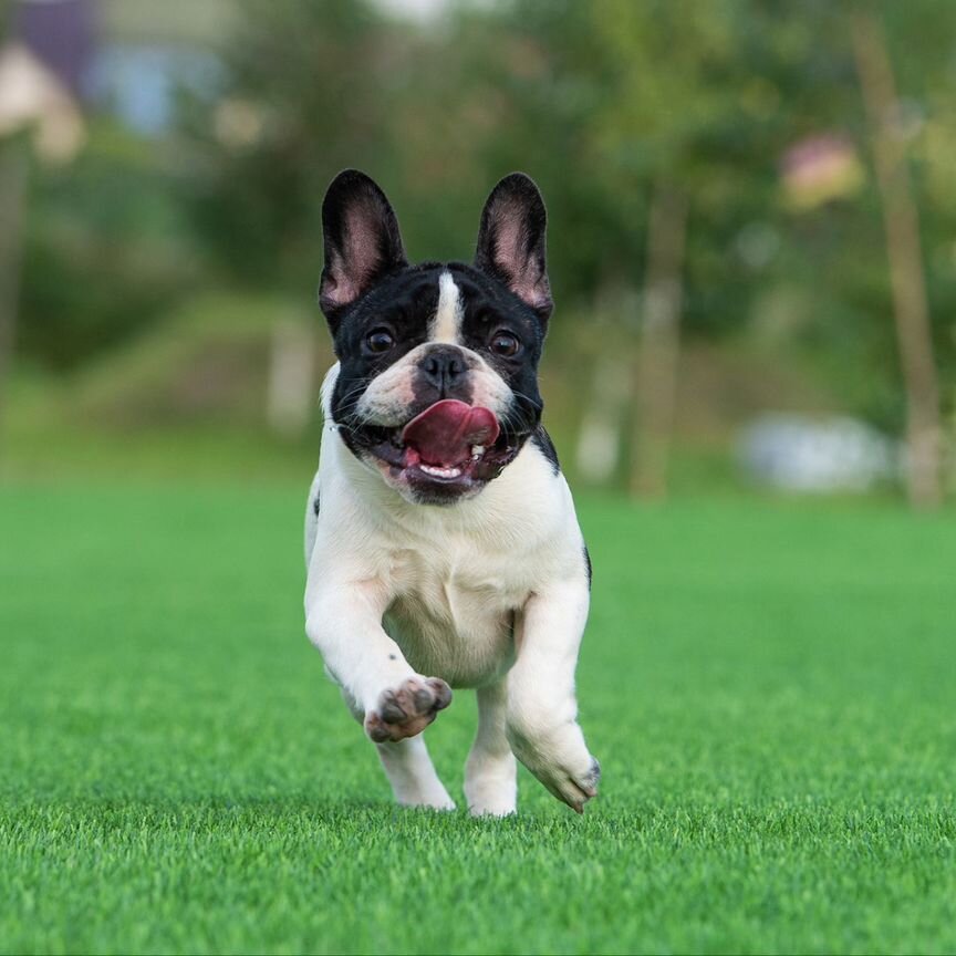 Французский бульдог