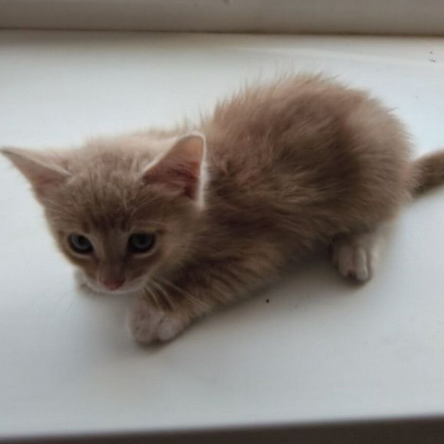 Шотландский вислоухий короткошёрстный котёнок