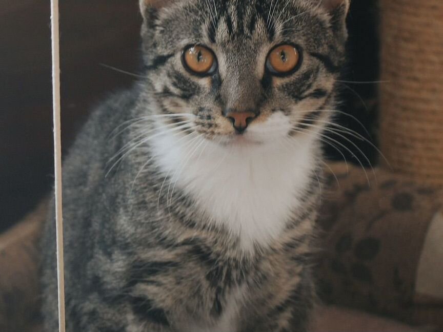 Котенок Чип (7 месяцев) ищет дом