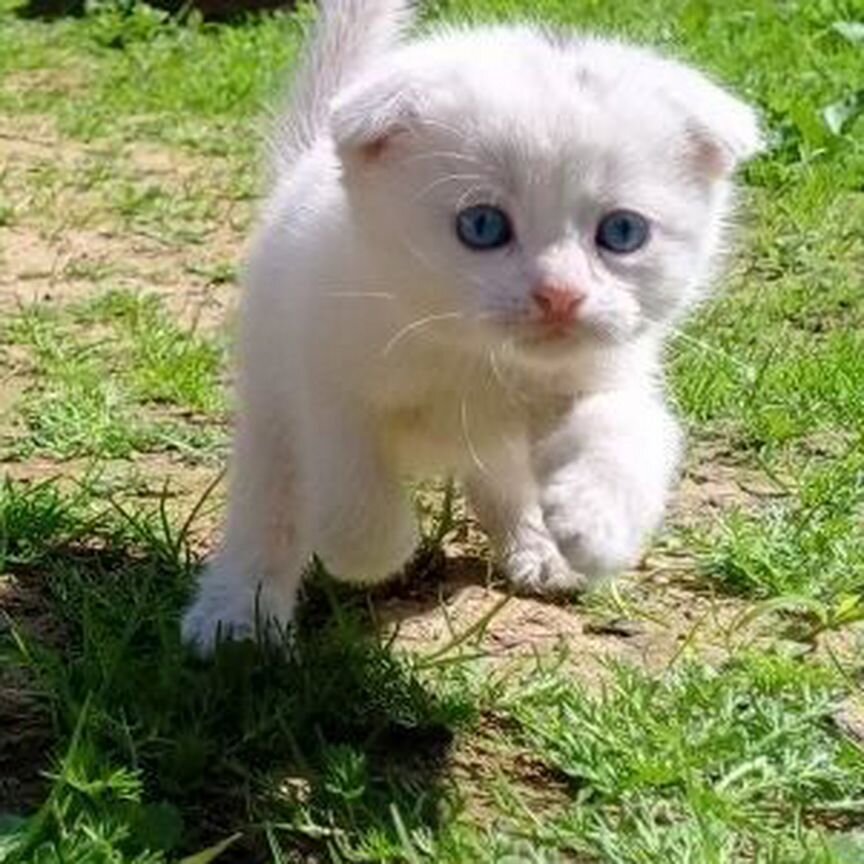 Шотландский вислоухий короткошёрстный котёнок