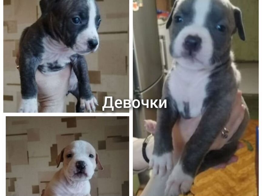 Стаффордширский терьер