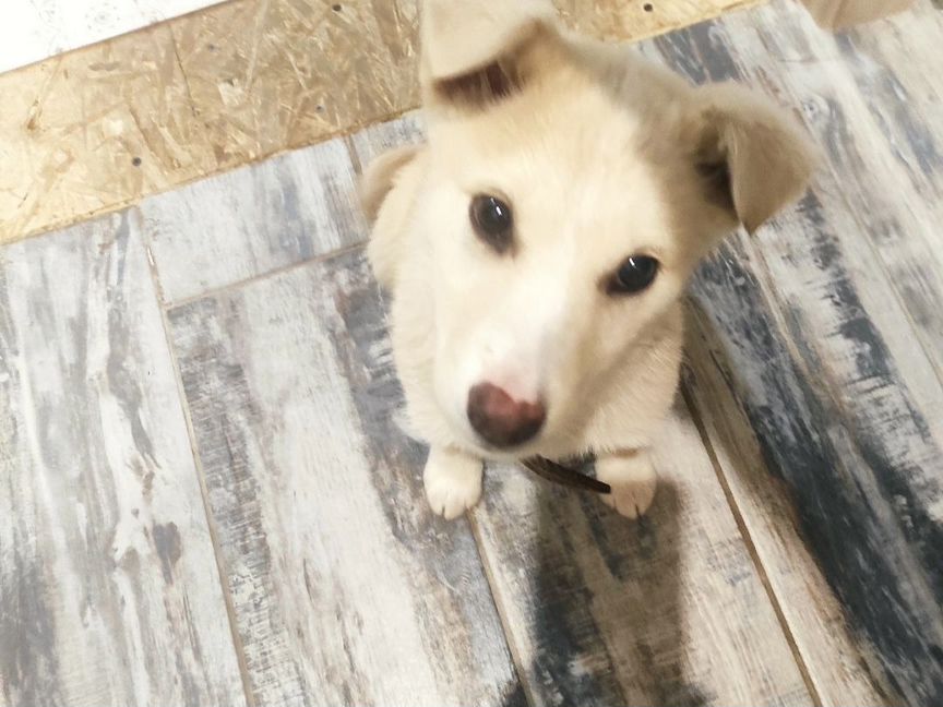 Собака в добрые руки