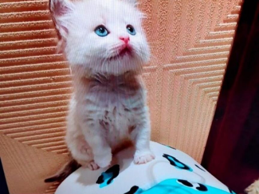 Шикарный мальчик