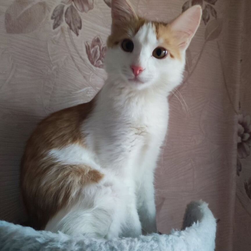 Котята в добрые руки бесплатно