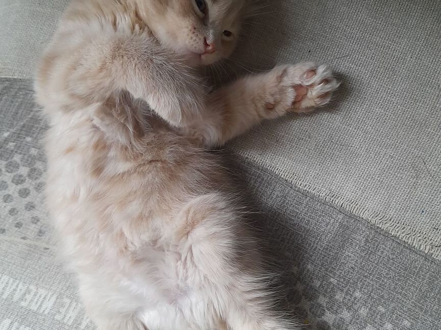 Отдам котят