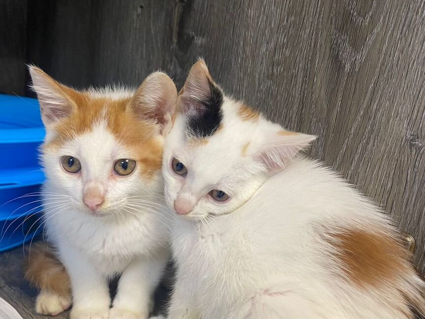 Ласковый бело-рыжий котенок 2,5 месяца