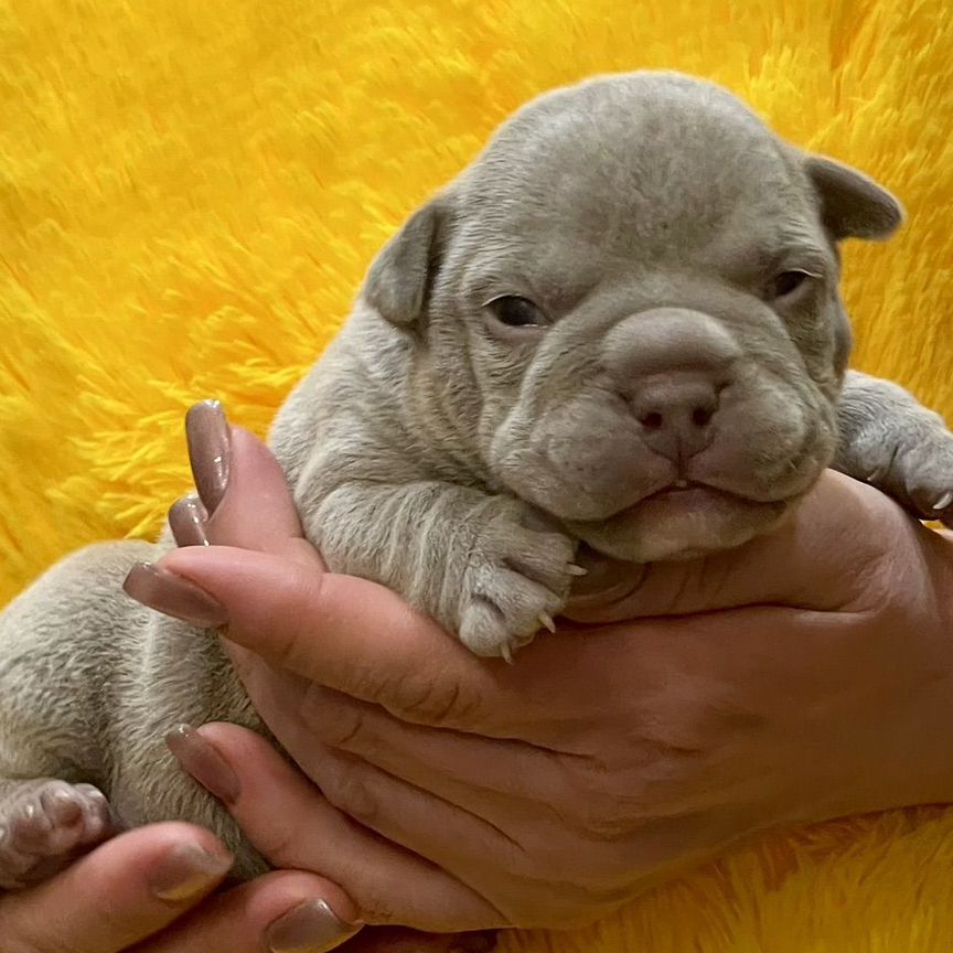 Американский булли, щенок