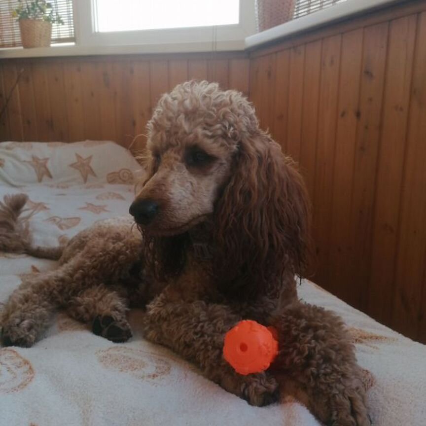 Потерялся пудель