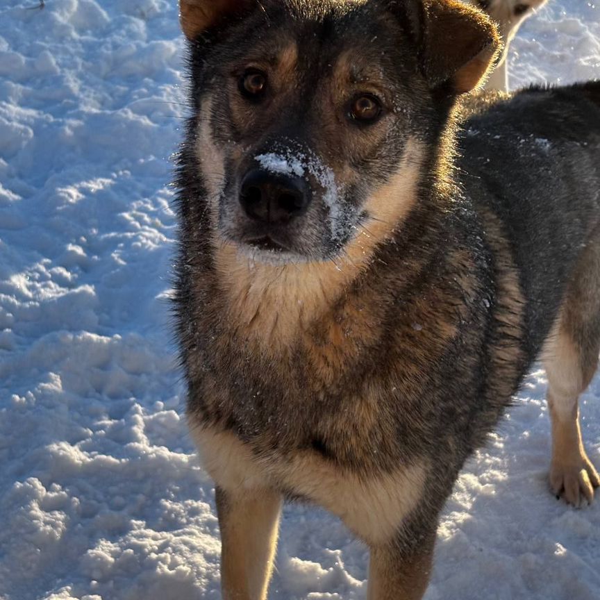 Взрослый пёс в добрые руки