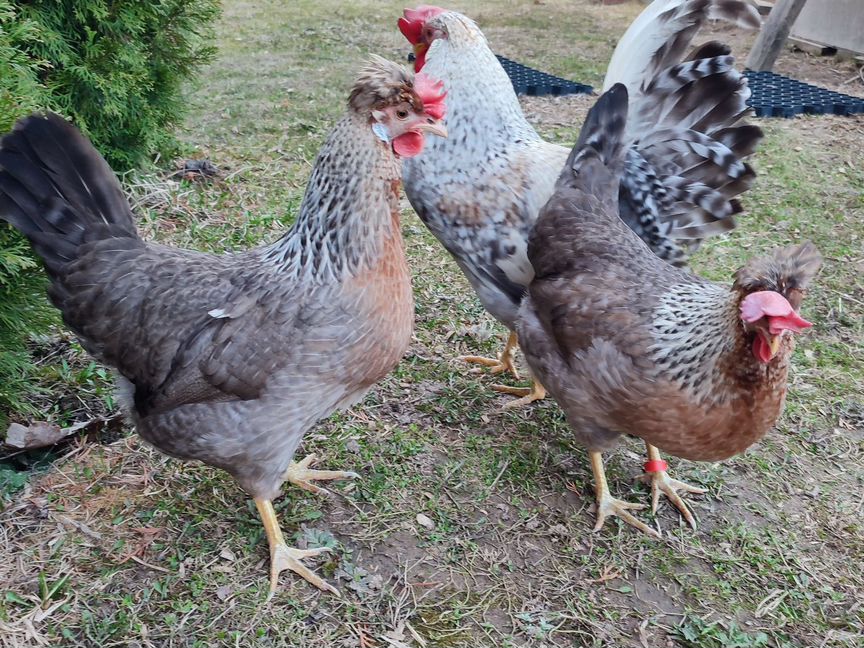 Куры несушки, семья