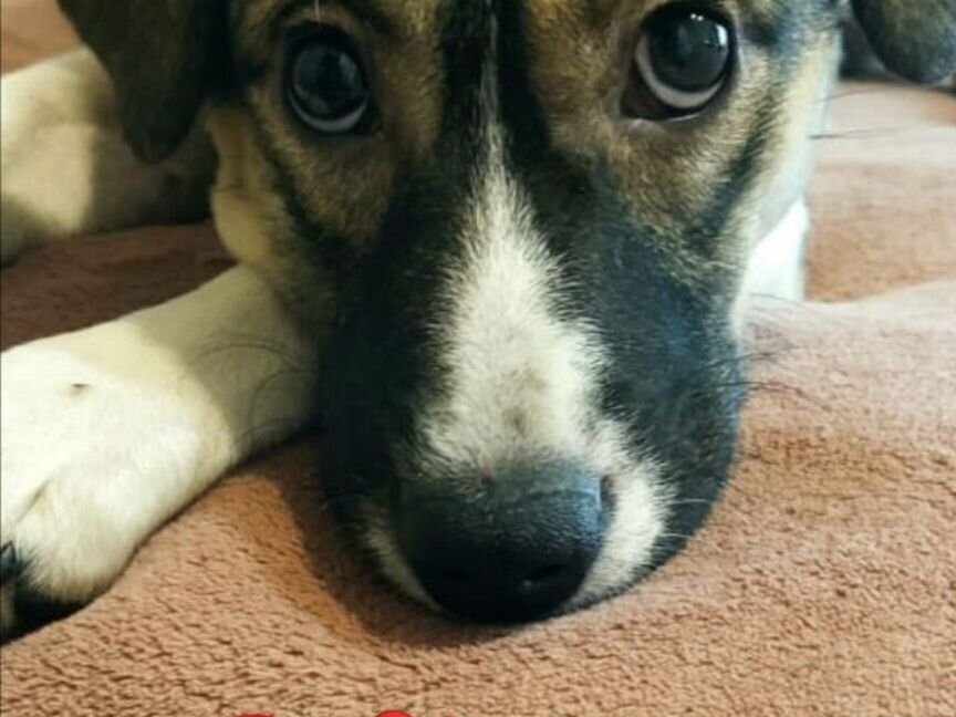 Маленькая Злата ждёт семью