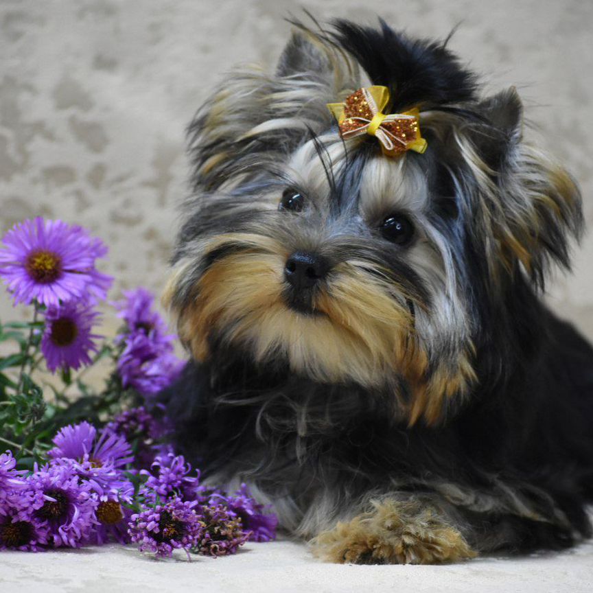 Девочка йорк, мелкий стандарт