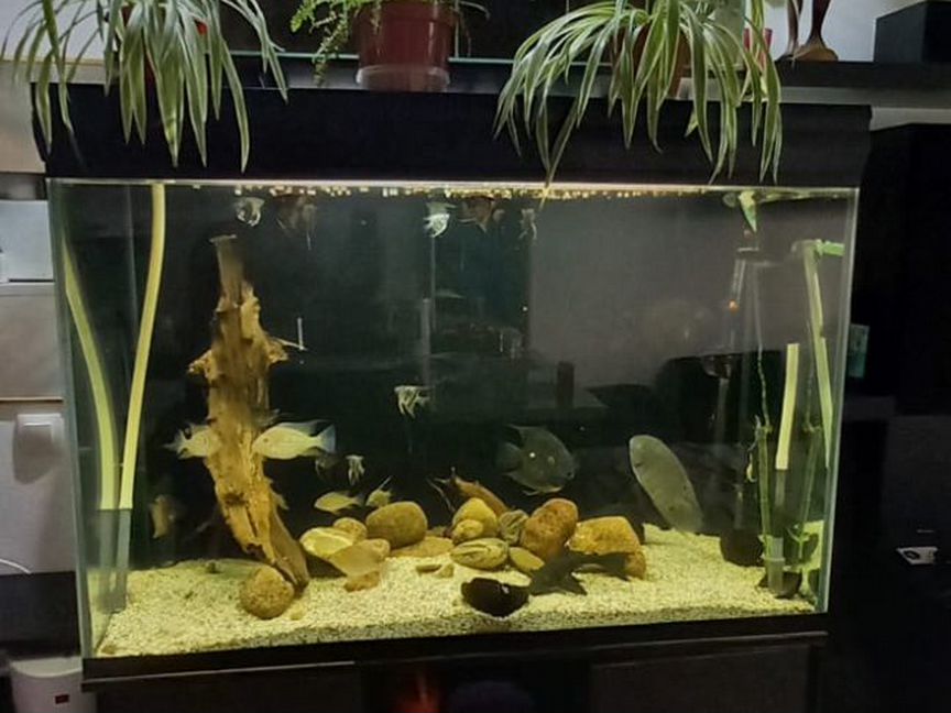 Продам аквариум 500 литров с фитофильтром