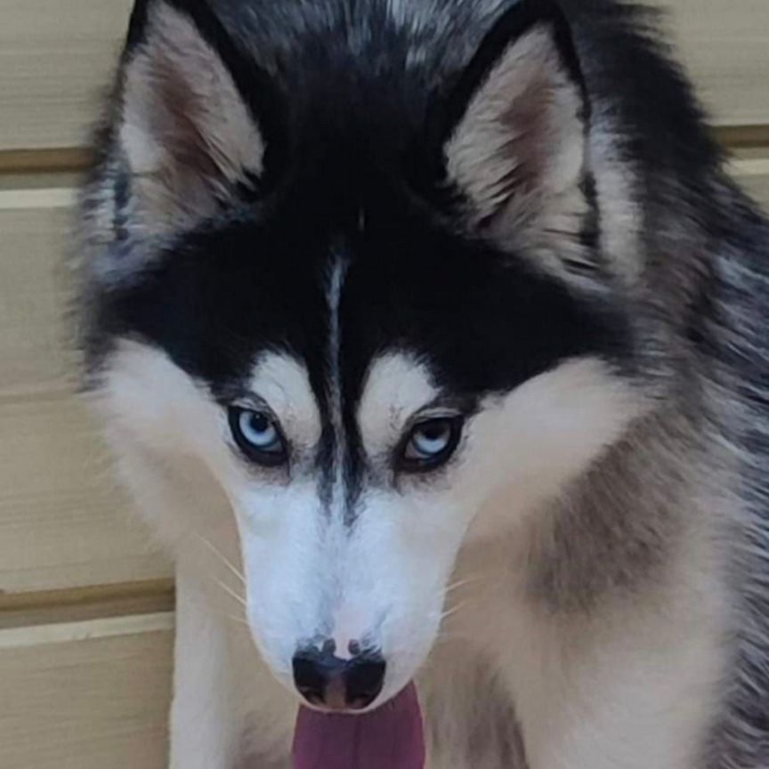 Сибирский хаски в добрые руки