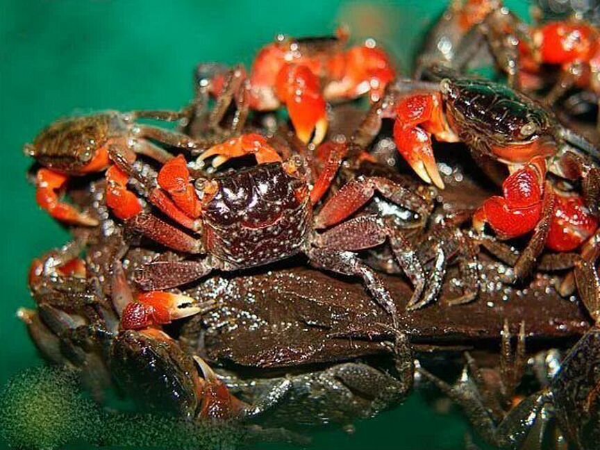 Крабики мангровые