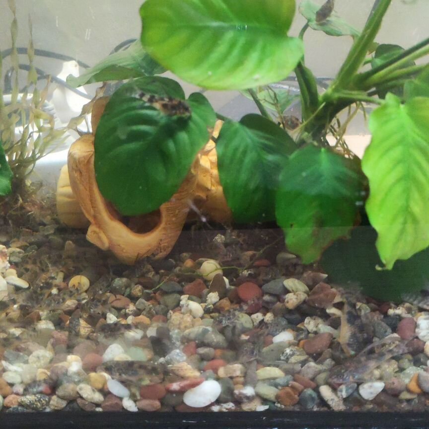 Сомики коридорас- вуалевый