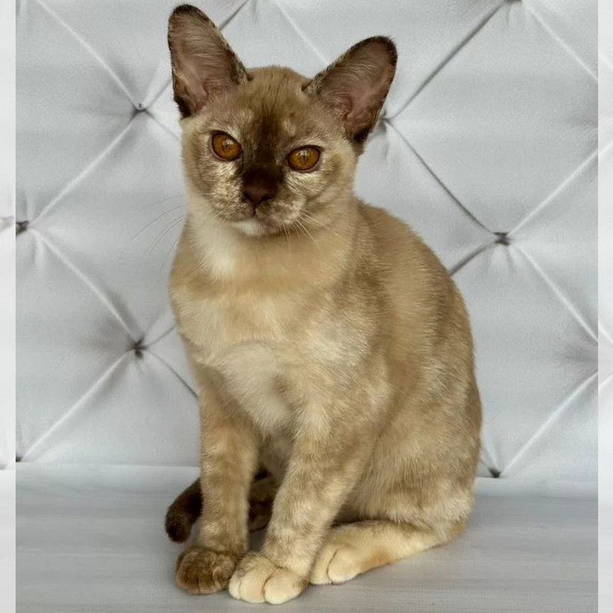 Бурманские котята