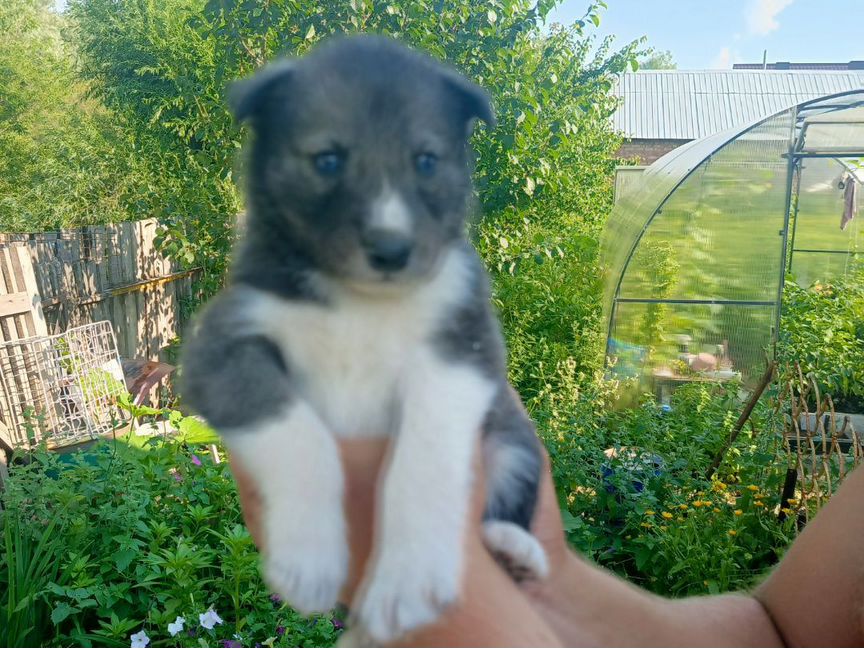 Продам щенков хаски