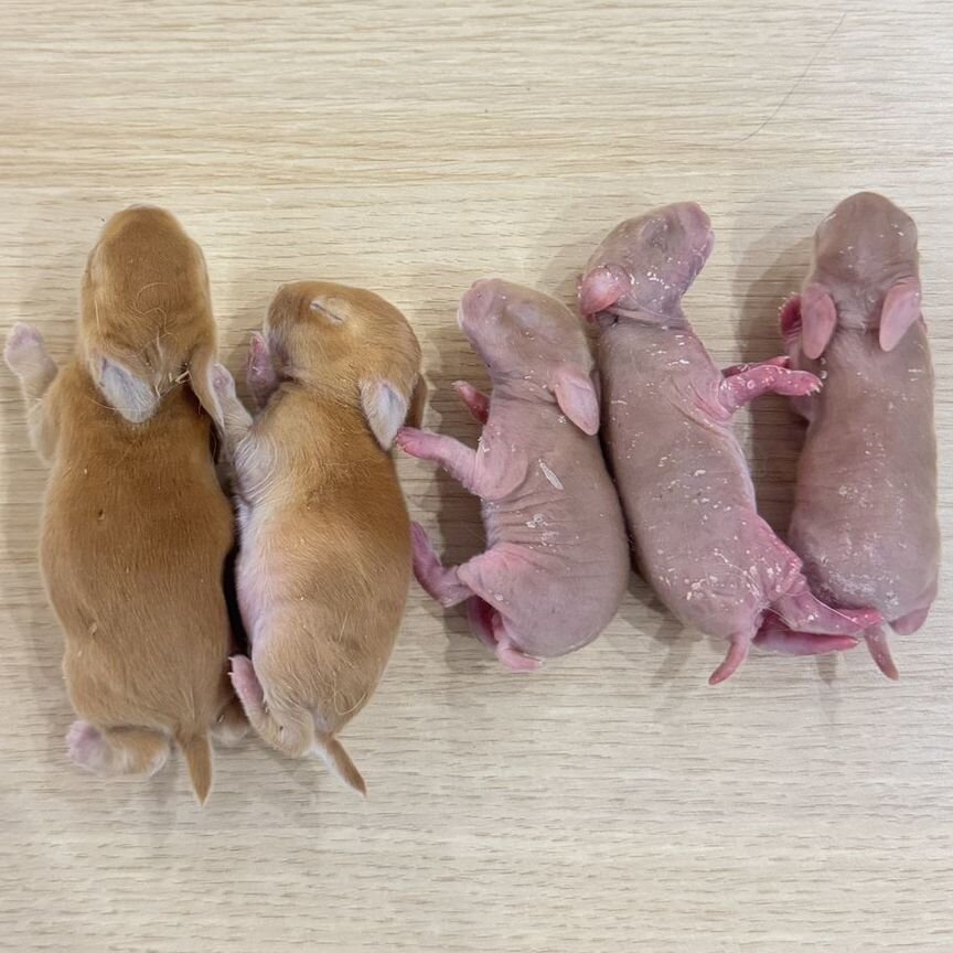 Кормовые кролики замороженные