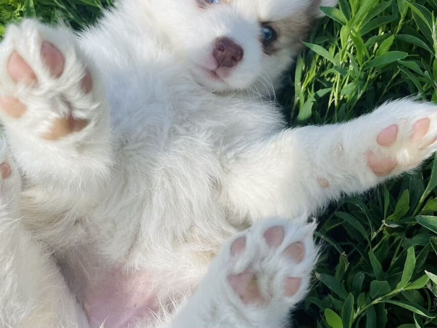 Щенки Помски