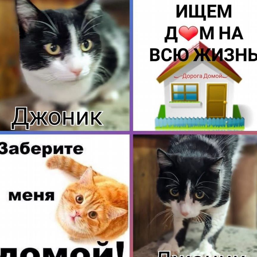 Взрослый кот в добрые руки