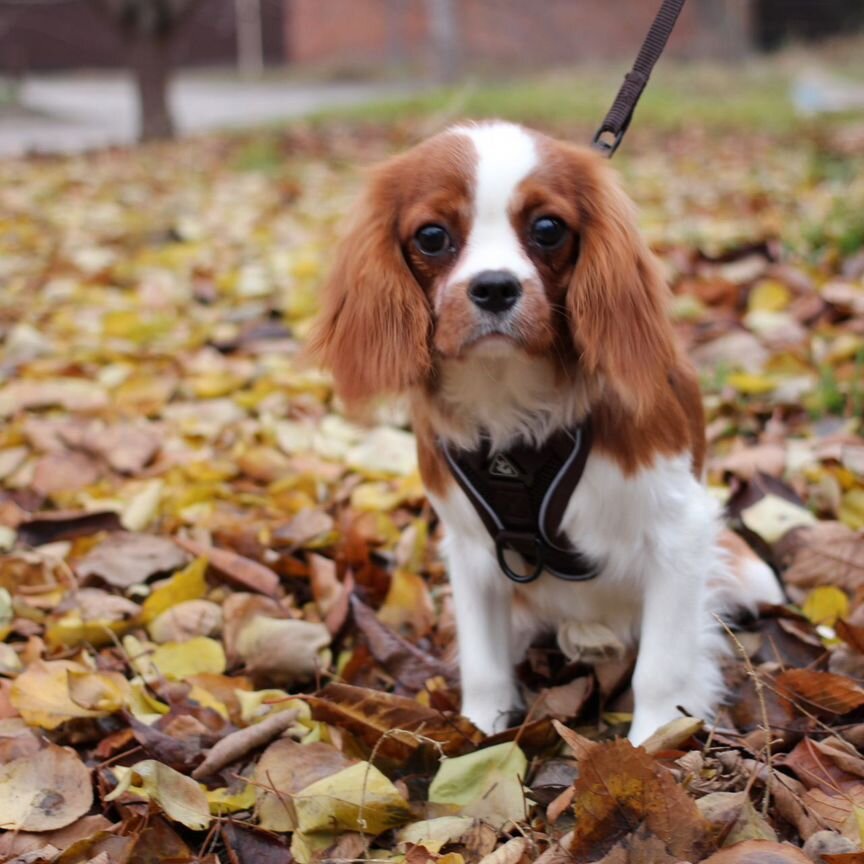 Кавалер Кинг Чарльз спаниель (девочка)