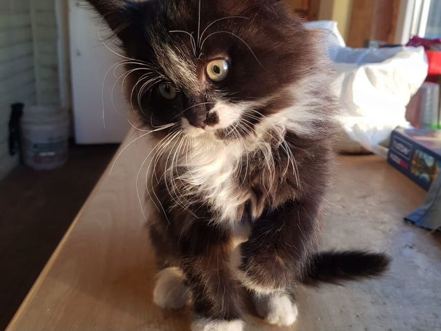 Котята в добрые руки мальчики